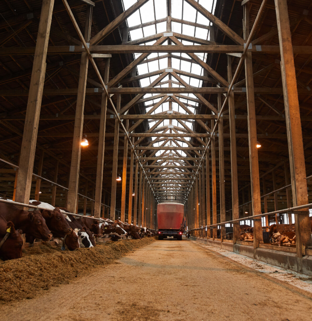 Improve Dry Matter Intake - Actus Nutrition