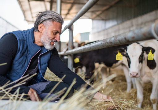 Calf Nutrition Products - Actus Nutrition