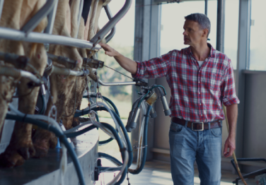 Cattle Energy Supplement | High Energy Feed for Cattle | Actus Nutrition